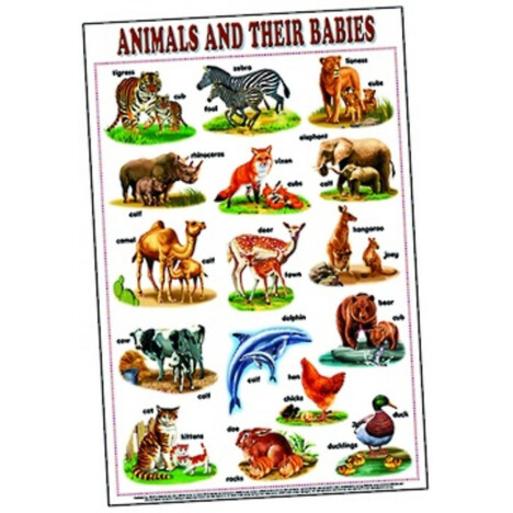 Плакат Education Charts Animals and Their Babies купить в Киеве ☛ цены ...